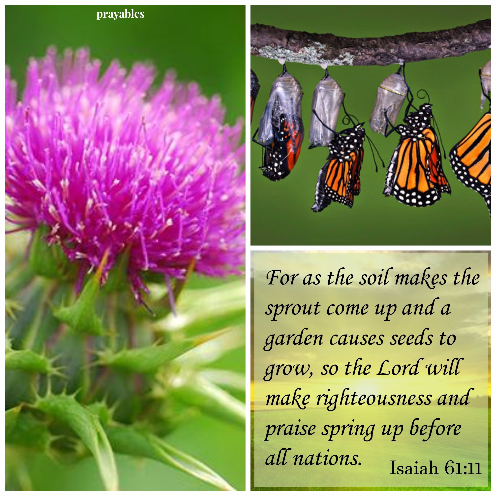 Isaiah 61 11 Prayables